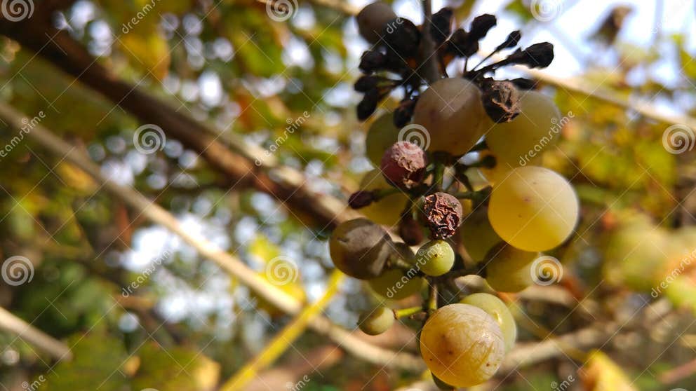 Spoiled grapes on the vine stock image. Image of nature - 80713205
