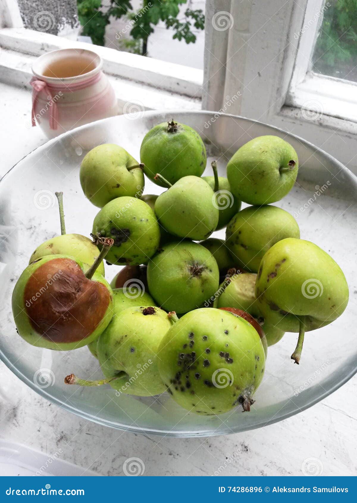 Spoiled green apples stock photo. Image of spoiled, nature - 74286896