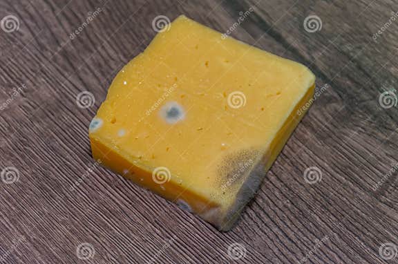 Spoiled Moldy Cheese on the Table Stock Photo - Image of spoiled, table ...
