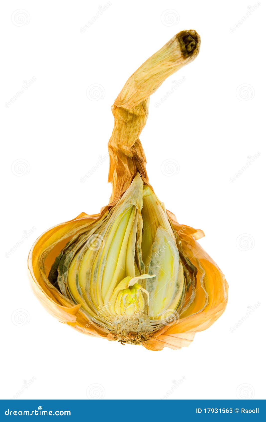 Spoiled onions stock image. Image of eating, smell, isolated - 17931563