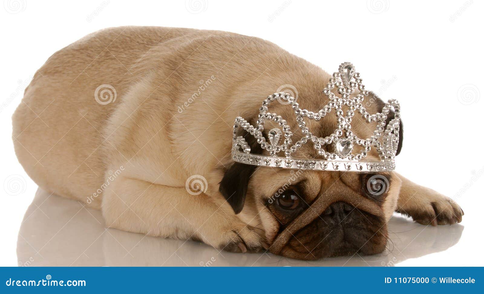 Spoiled pug stock photo. Image of pampered, emotion, princess - 11075000