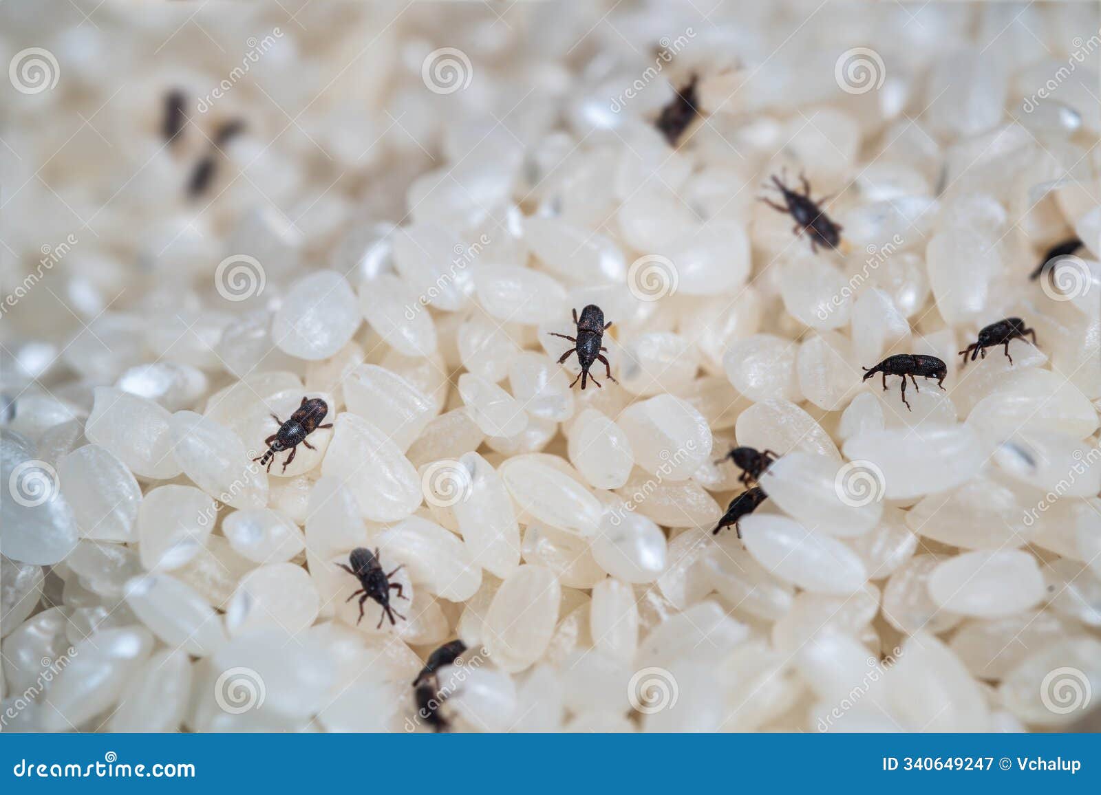 Spoiled Rice with Many Sitophilus Conicollis - Rice Weevil Bugs Stock ...
