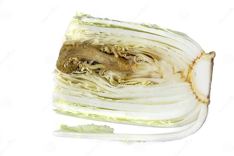 Spoiled Rotten Cabbage Isolated on a White Background Stock Image ...