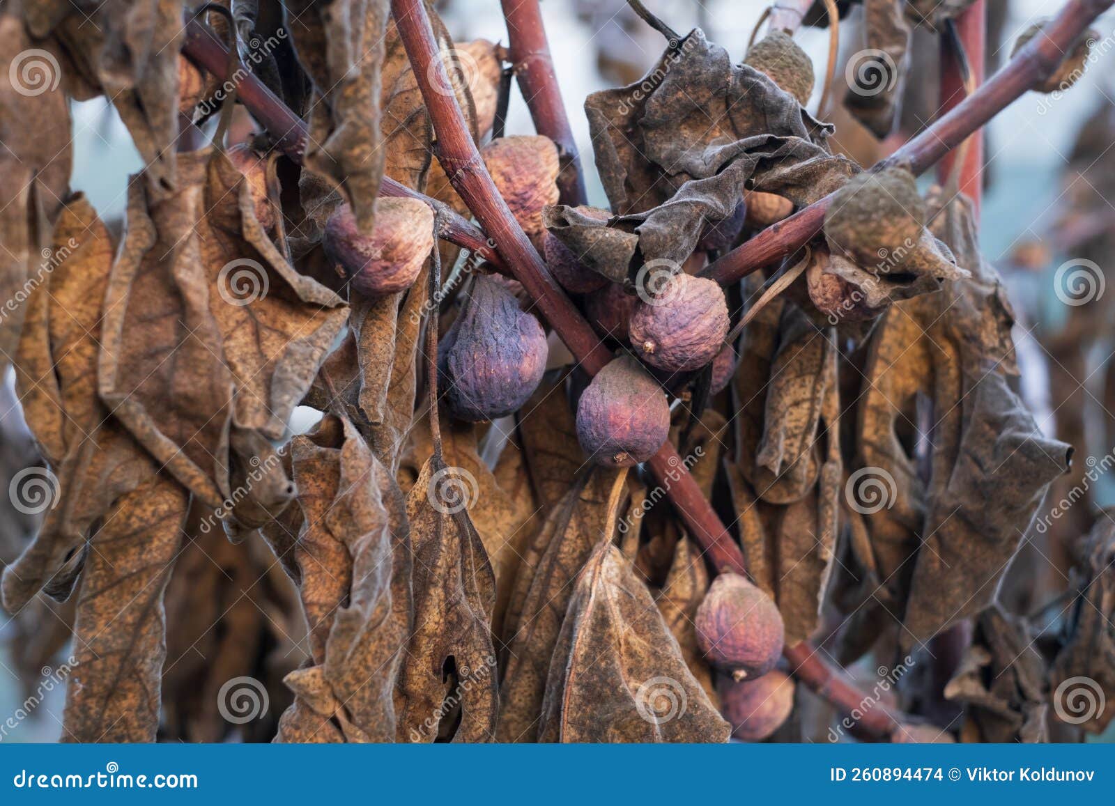 Spoiled and Rotten Figs on Tree. Harvest Problem because of Dry Summer ...