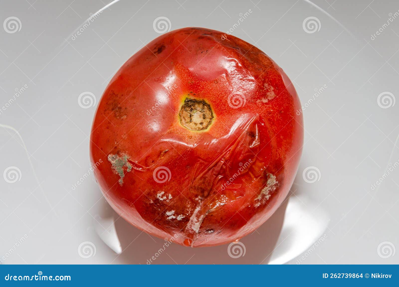Spoiled Rotten with Moldy Tomato on a Plate Stock Photo - Image of poor ...