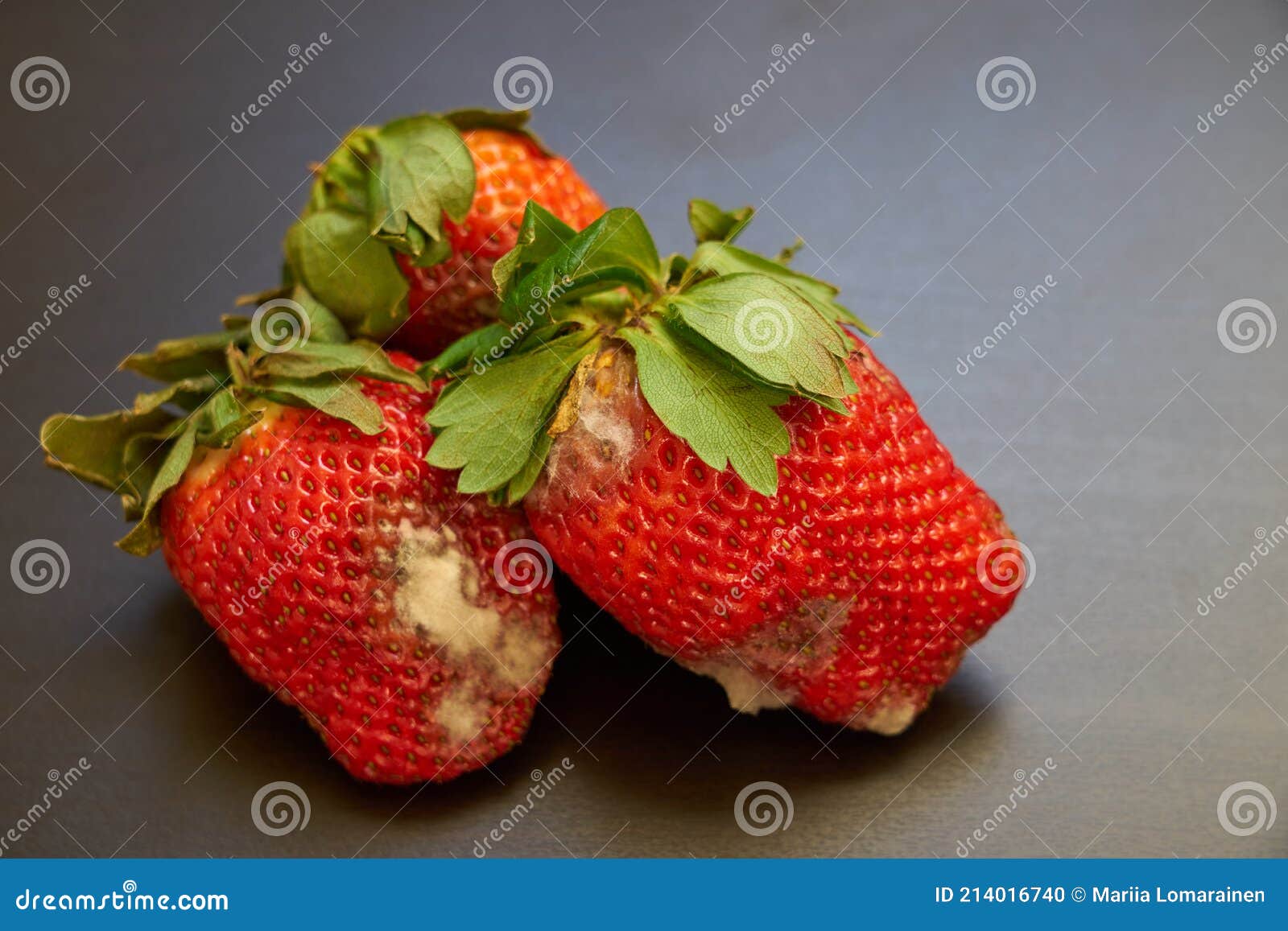 Spoiled Strawberries Covered in Mold on the Table Stock Photo - Image ...