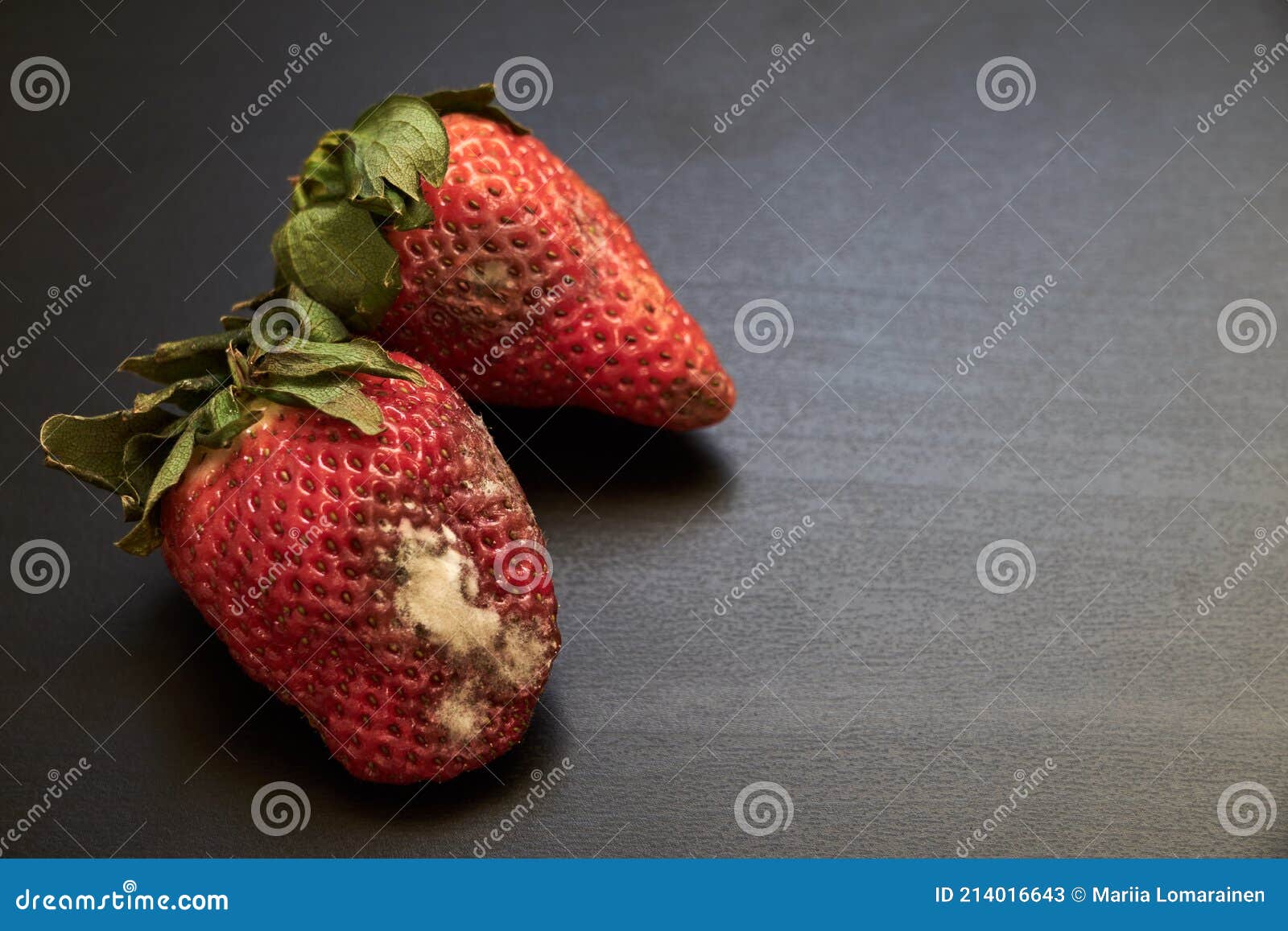 Spoiled Strawberries Covered in Mold on the Table Stock Image - Image ...