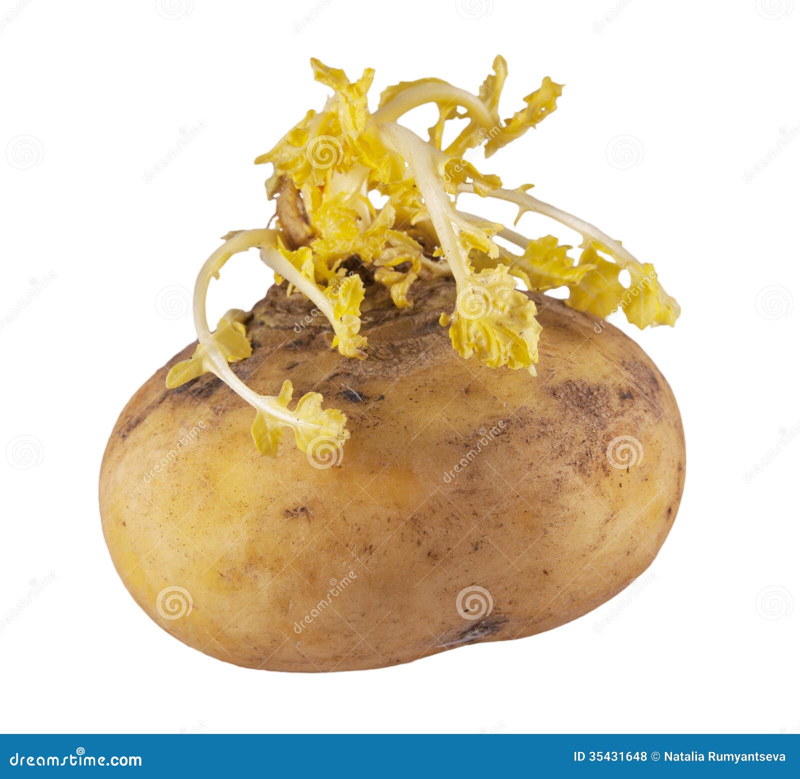 Spoiled turnip stock photo. Image of food, unwashed, inedible - 35431648