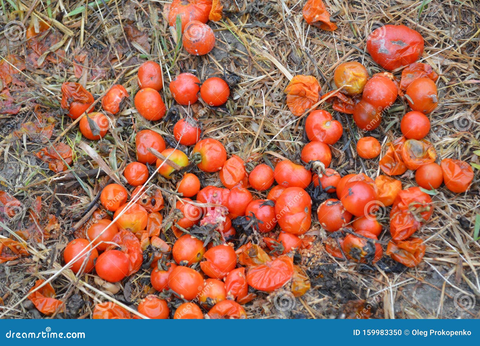 Spoiled Vegetables, Peppers And Tomatoes. Food Waste. Aspergillus ...