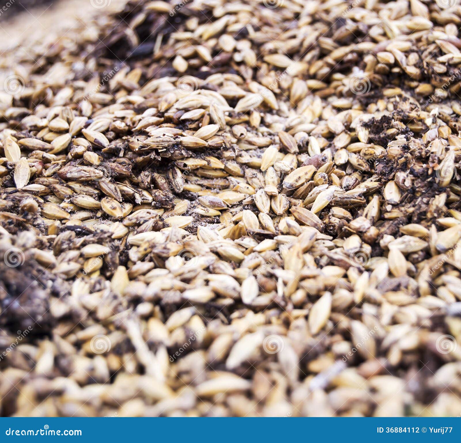 Spoiled wheat stock photo. Image of agriculture, wheat - 36884112