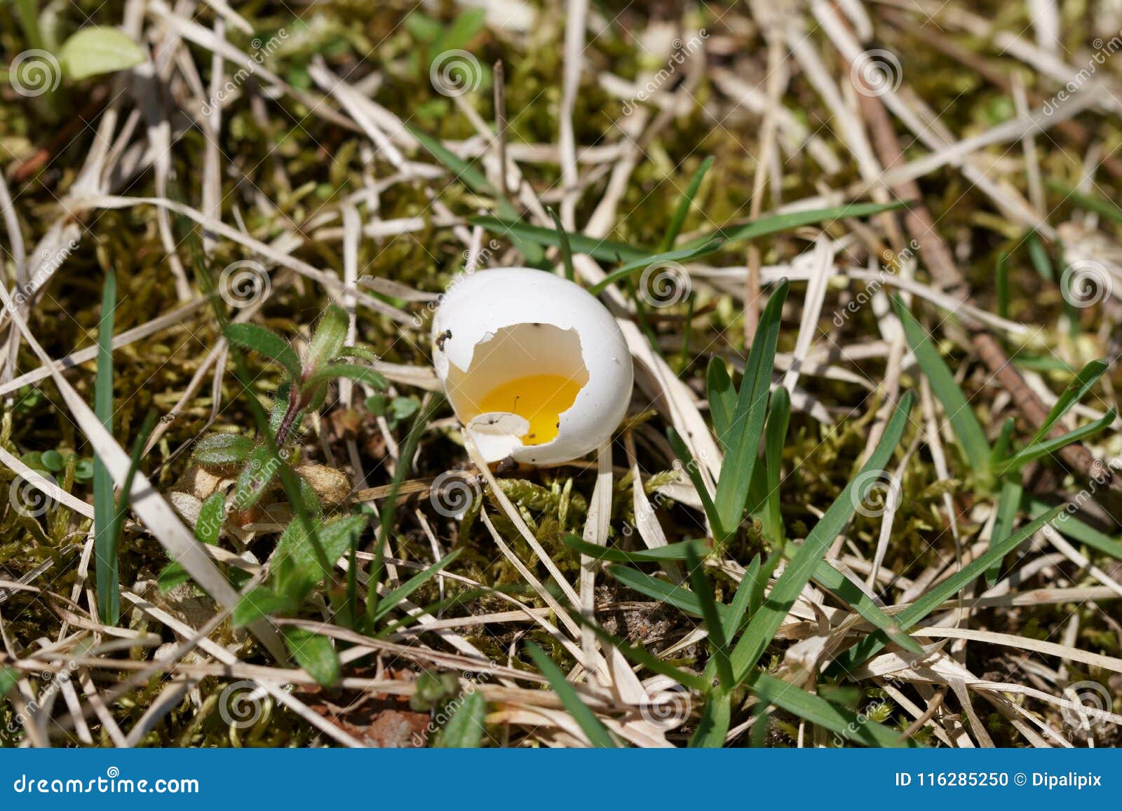 Broken Bird And Bird Bath Sculpture Royalty-Free Stock Image ...