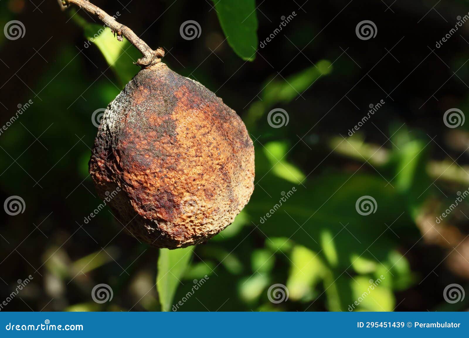 SPOILT LEMON on a TREE with TOUGHENED SKIN Stock Image - Image of ...