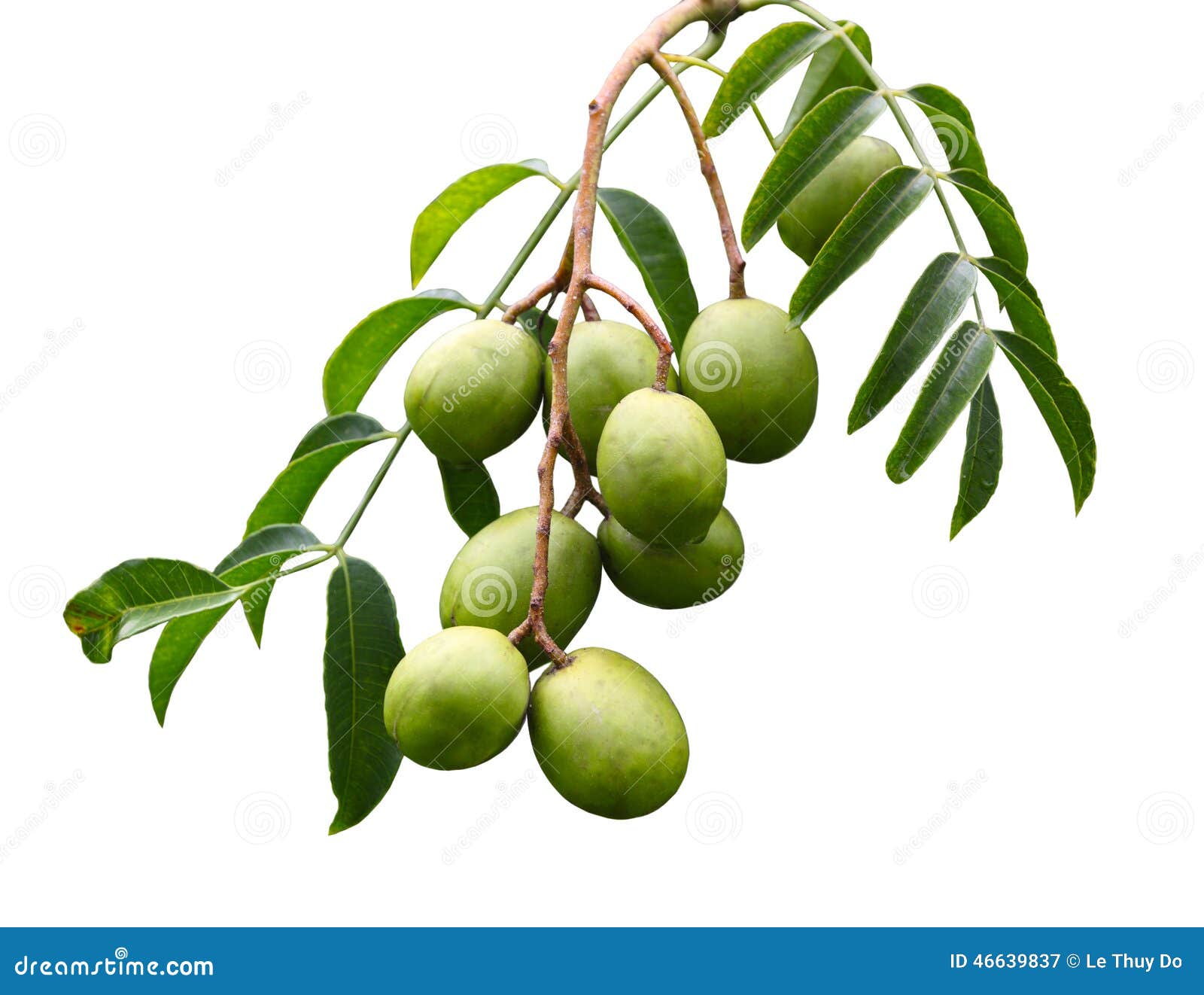 Spondias Dulcis Known Commonly As Ambarella. Equatorial Or Tropical ...