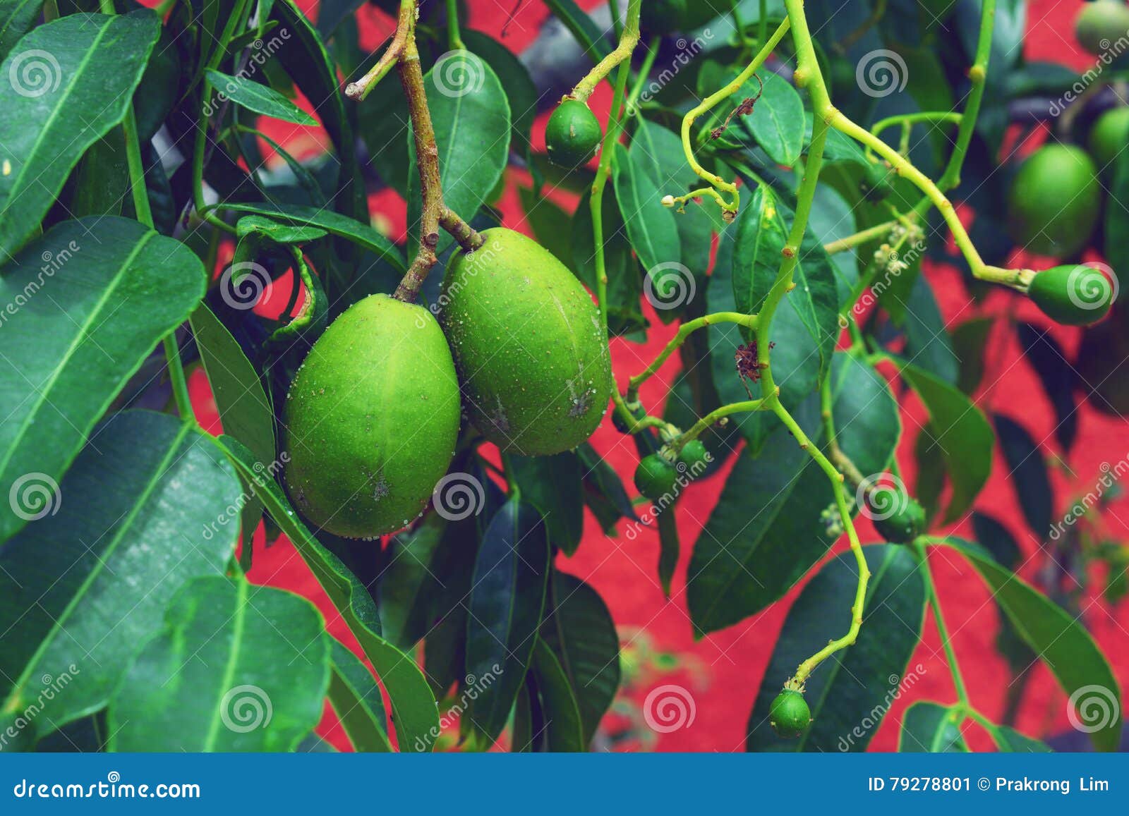 Spondias mombin stock image. Image of organic, elaeocarpus - 79278801