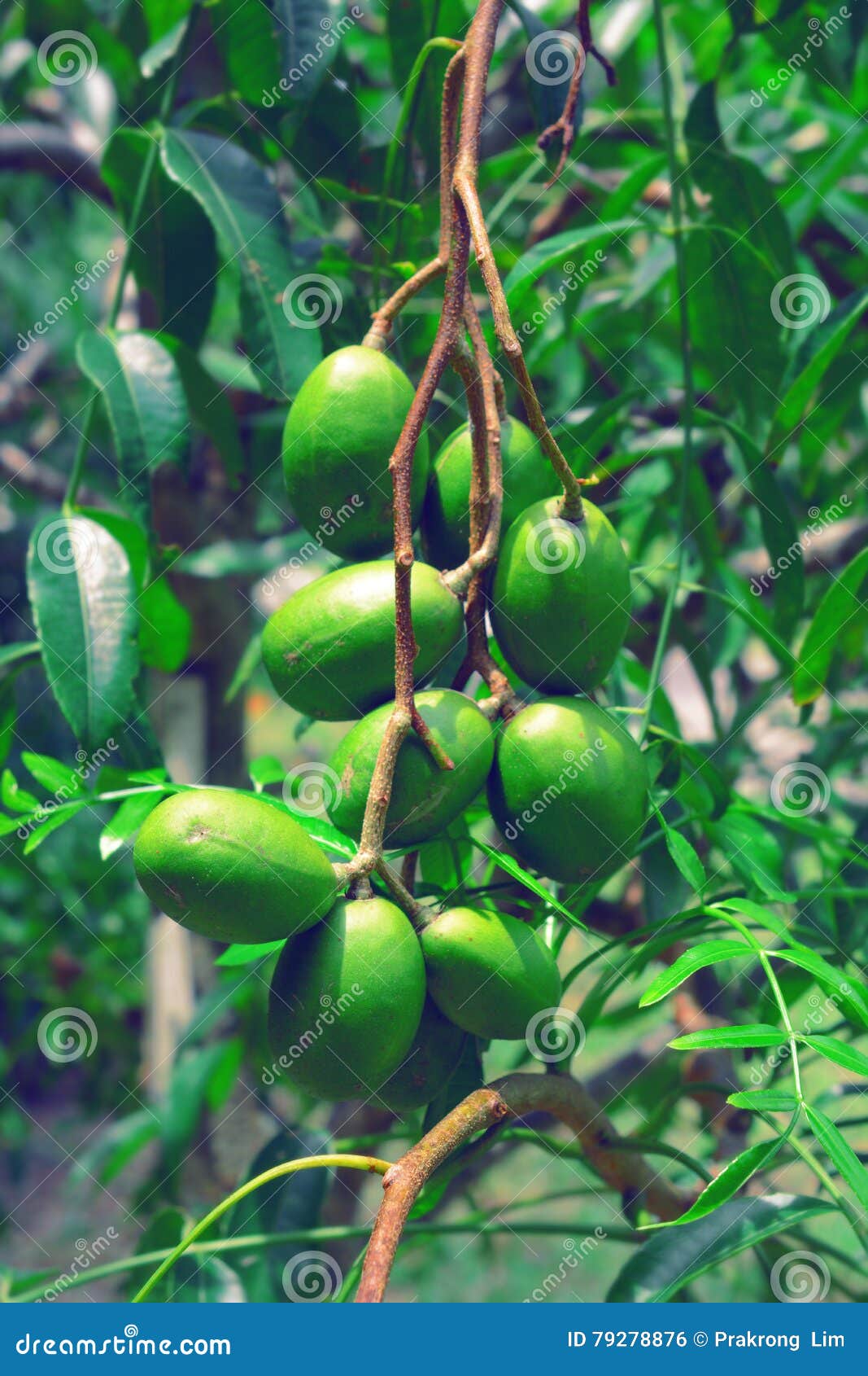 Spondias mombin stock photo. Image of fresh, pinnata - 79278876