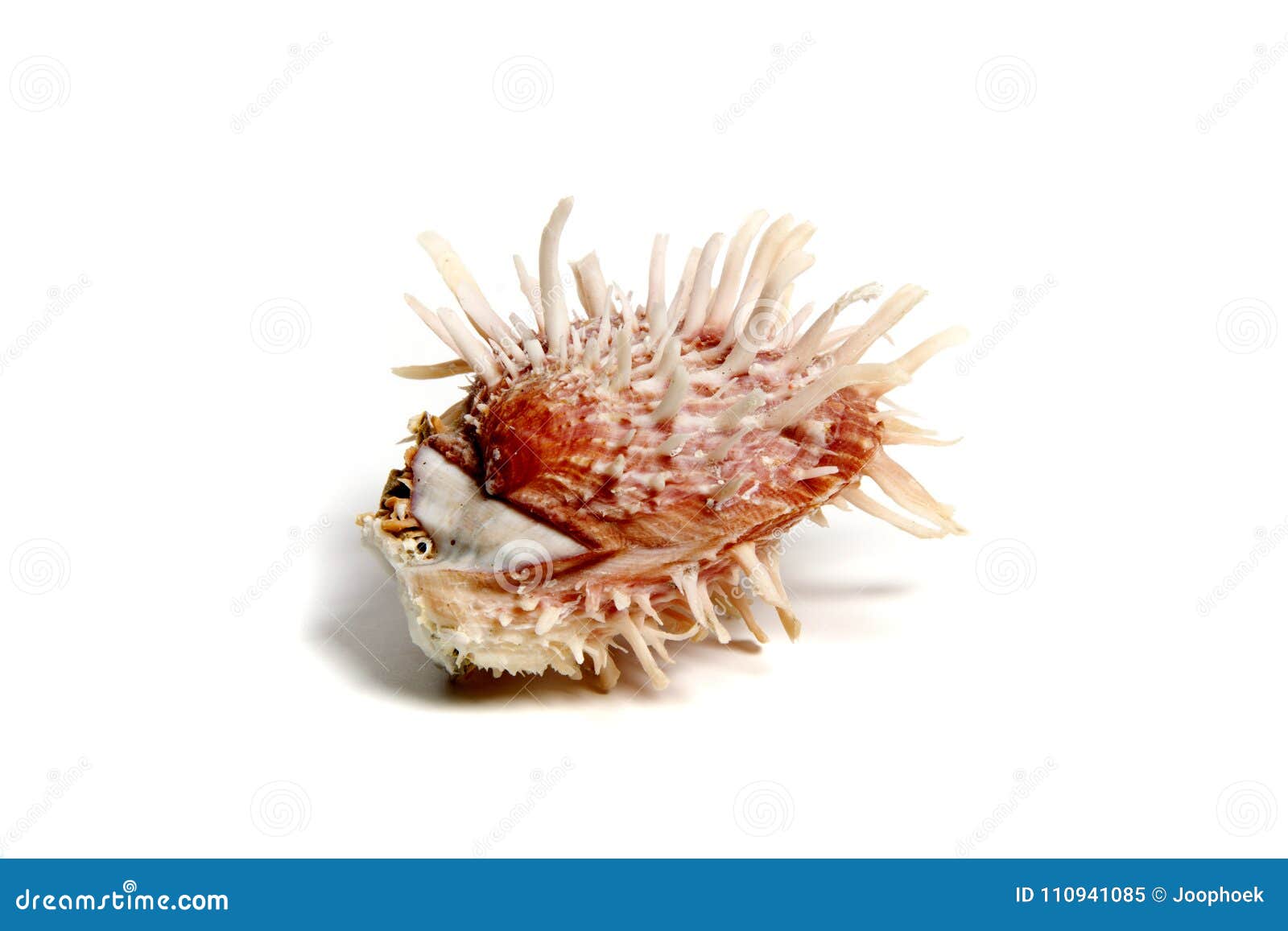 Spondylus barbatus 库存图片. 图片 包括有 甲壳质, 形状, 海运, 扇贝, 阀门 - 110941085