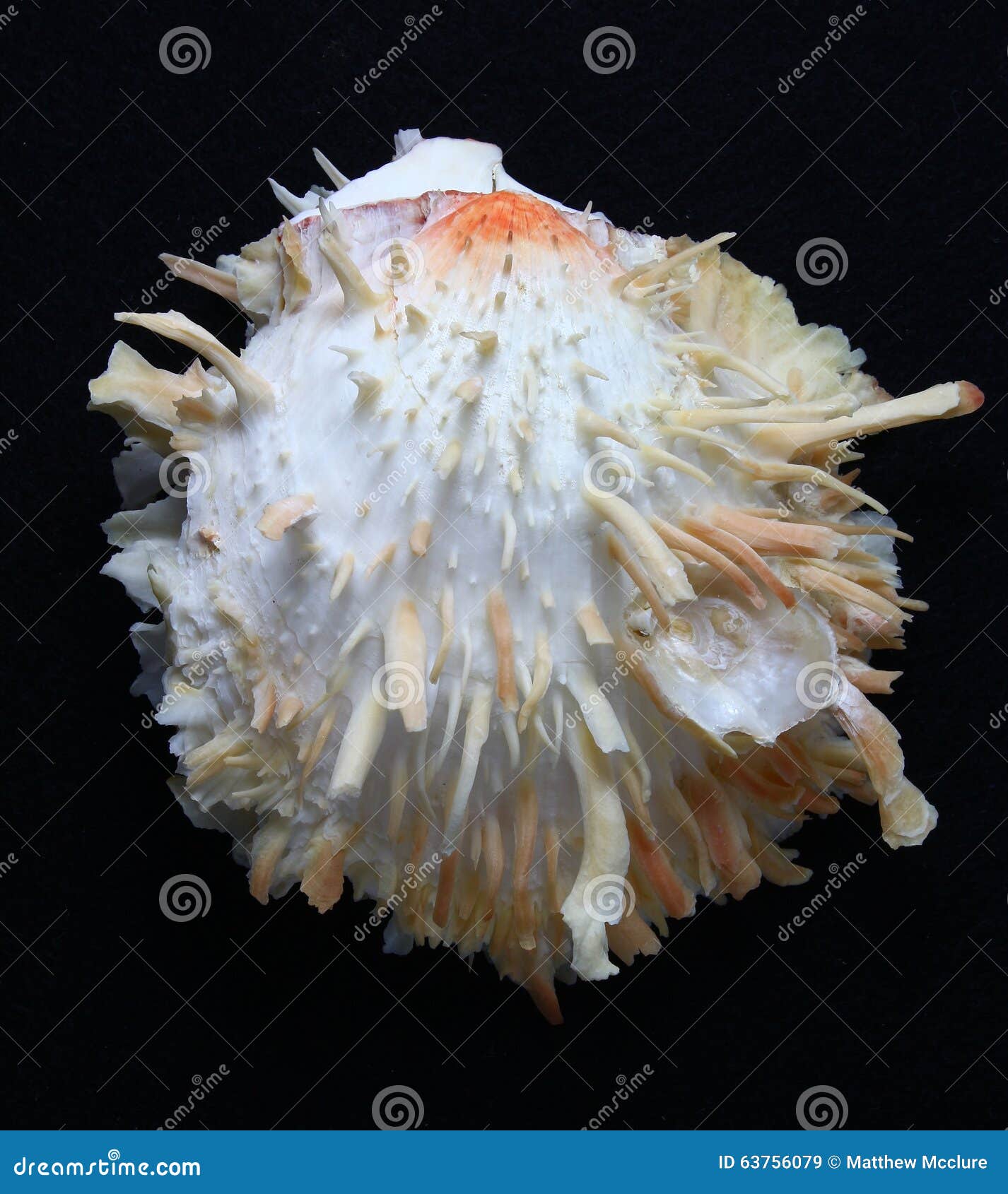 Spondylus thorny oyster stock image. Image of shell, collectable - 63756079