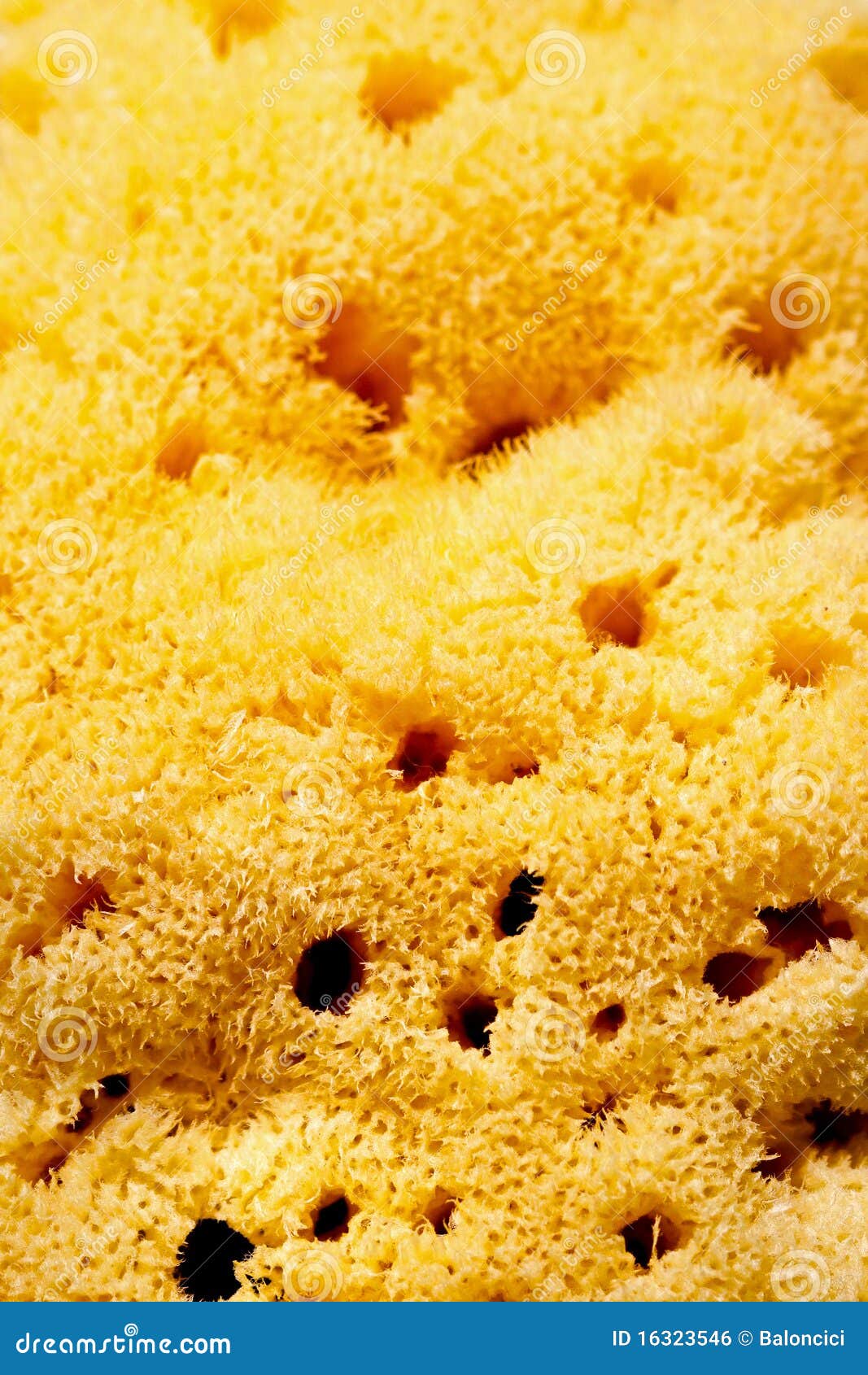 Sponge stock photo. Image of macro, shower, bath, organic - 16323546