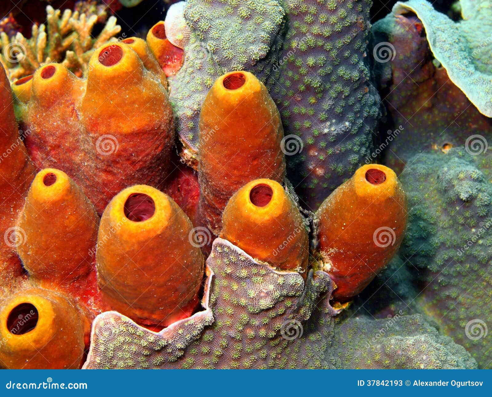 Sponge stock image. Image of dive, tropic, world, coral - 37842193