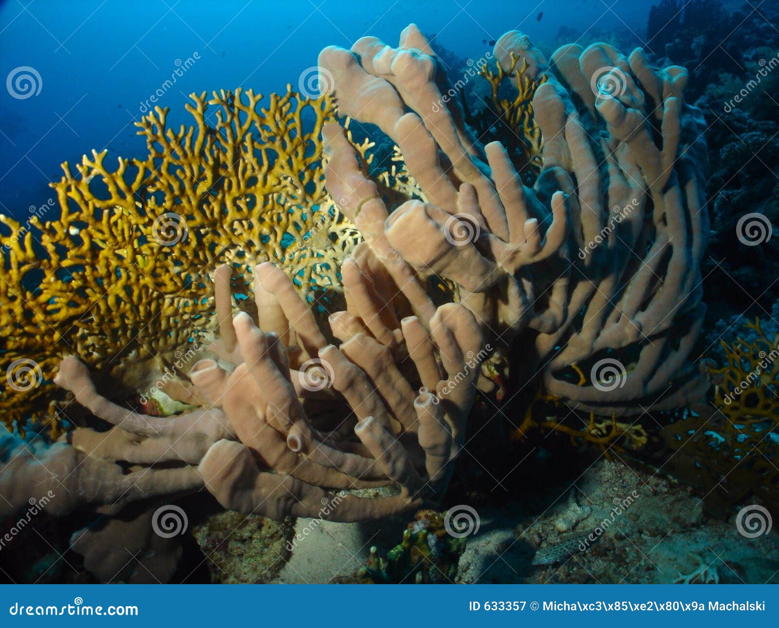 Sponge stock image. Image of grow, variety, seascape, divng - 633357