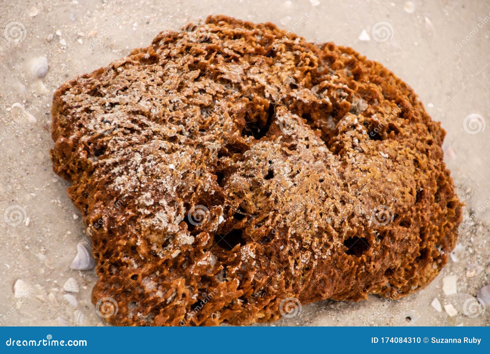 Sponge on the beach stock photo. Image of outdoors, natural - 174084310
