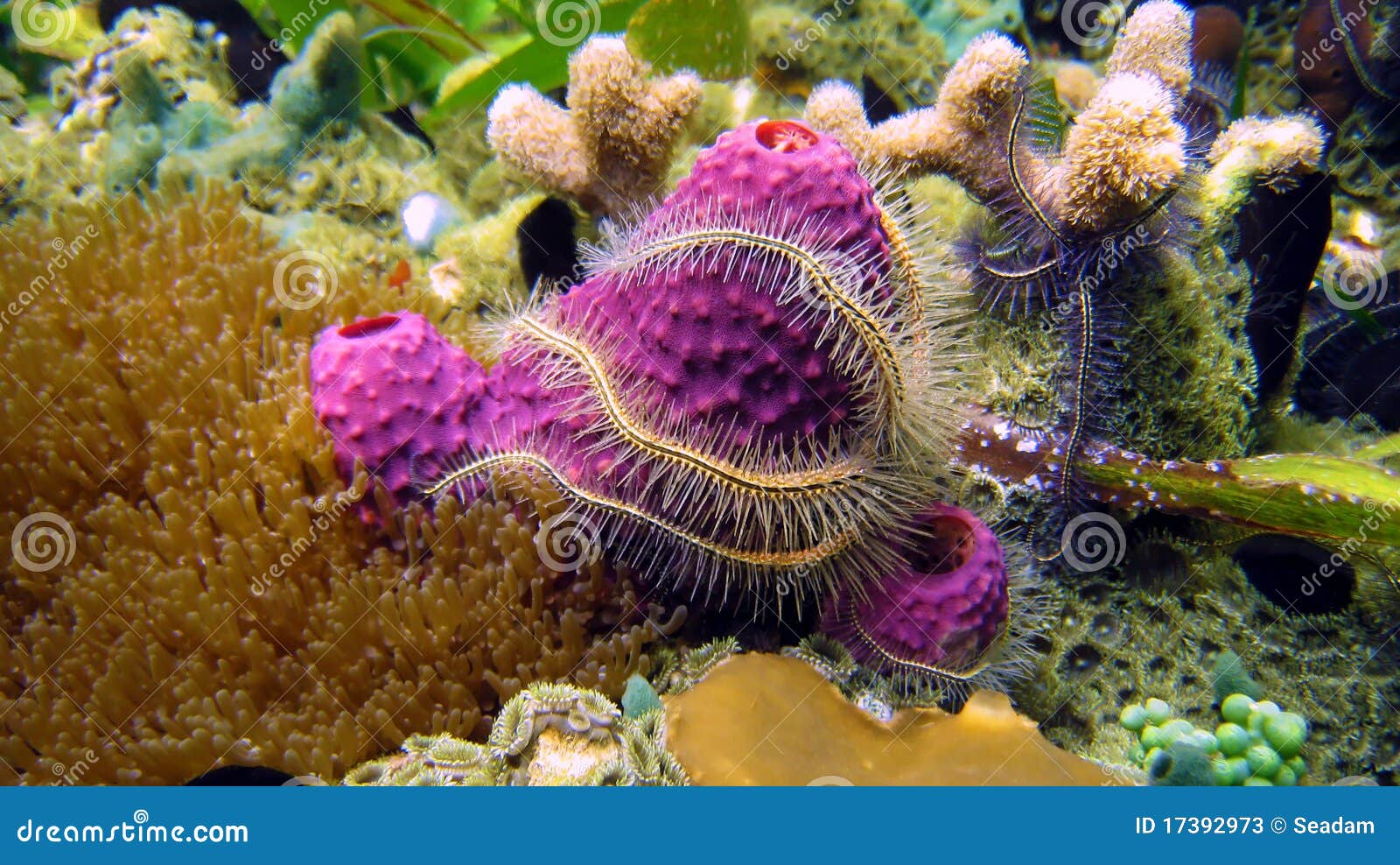 Sponge and Brittle Star in Coral Stock Image - Image of undersea ...