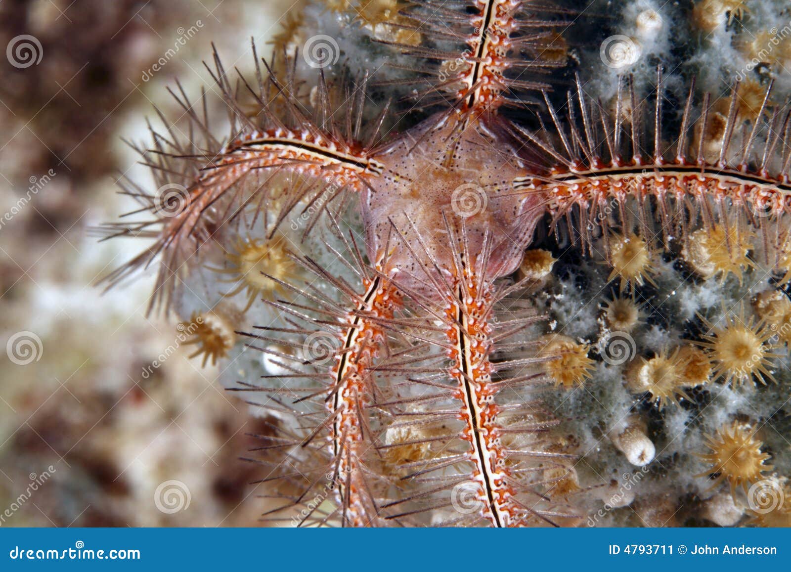 Sponge Brittle Star (ophiothrix Suensonti) Stock Image - Image of ocean ...