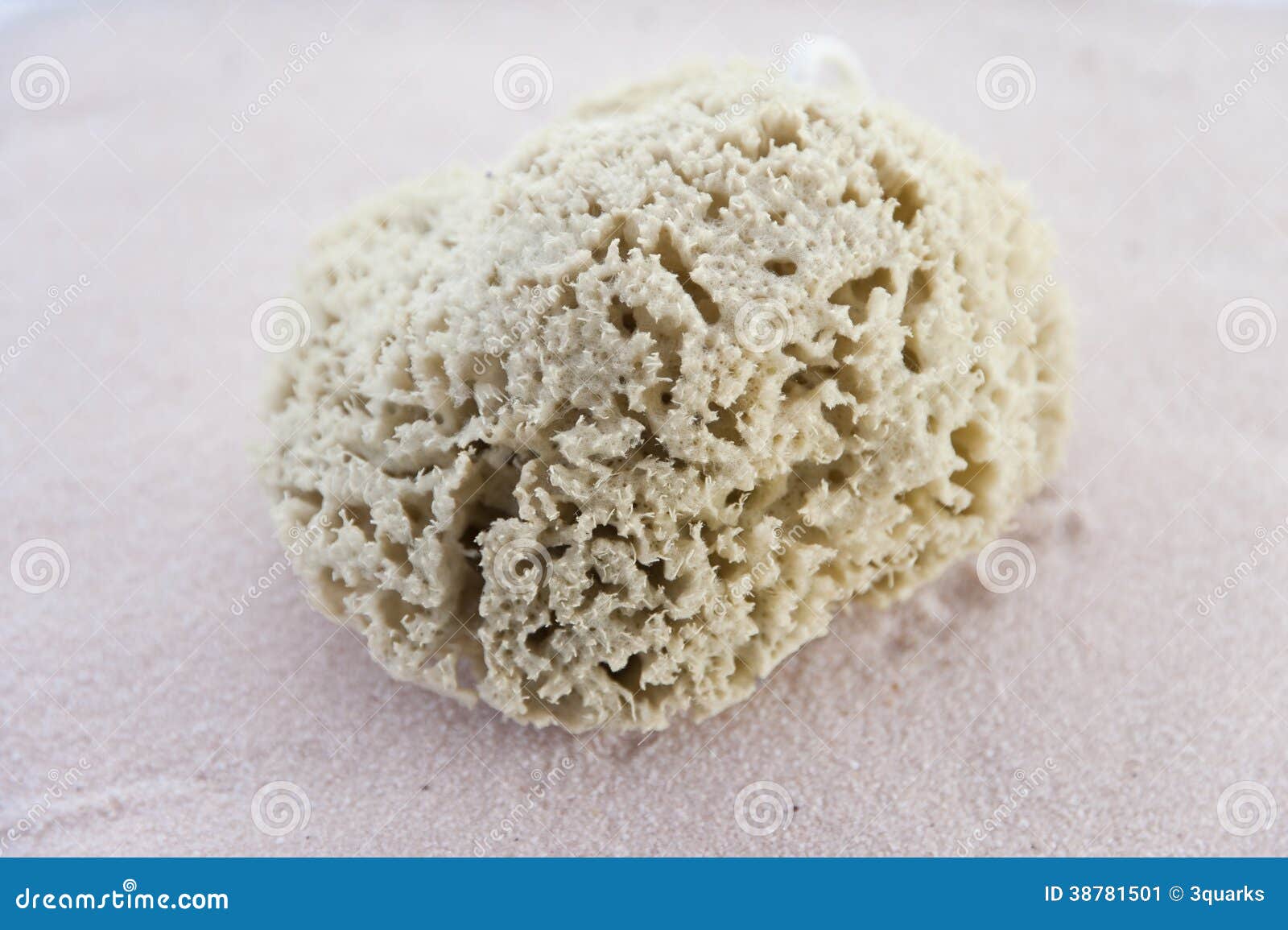 Sponge stock image. Image of bath, texture, organic, forms - 38781501