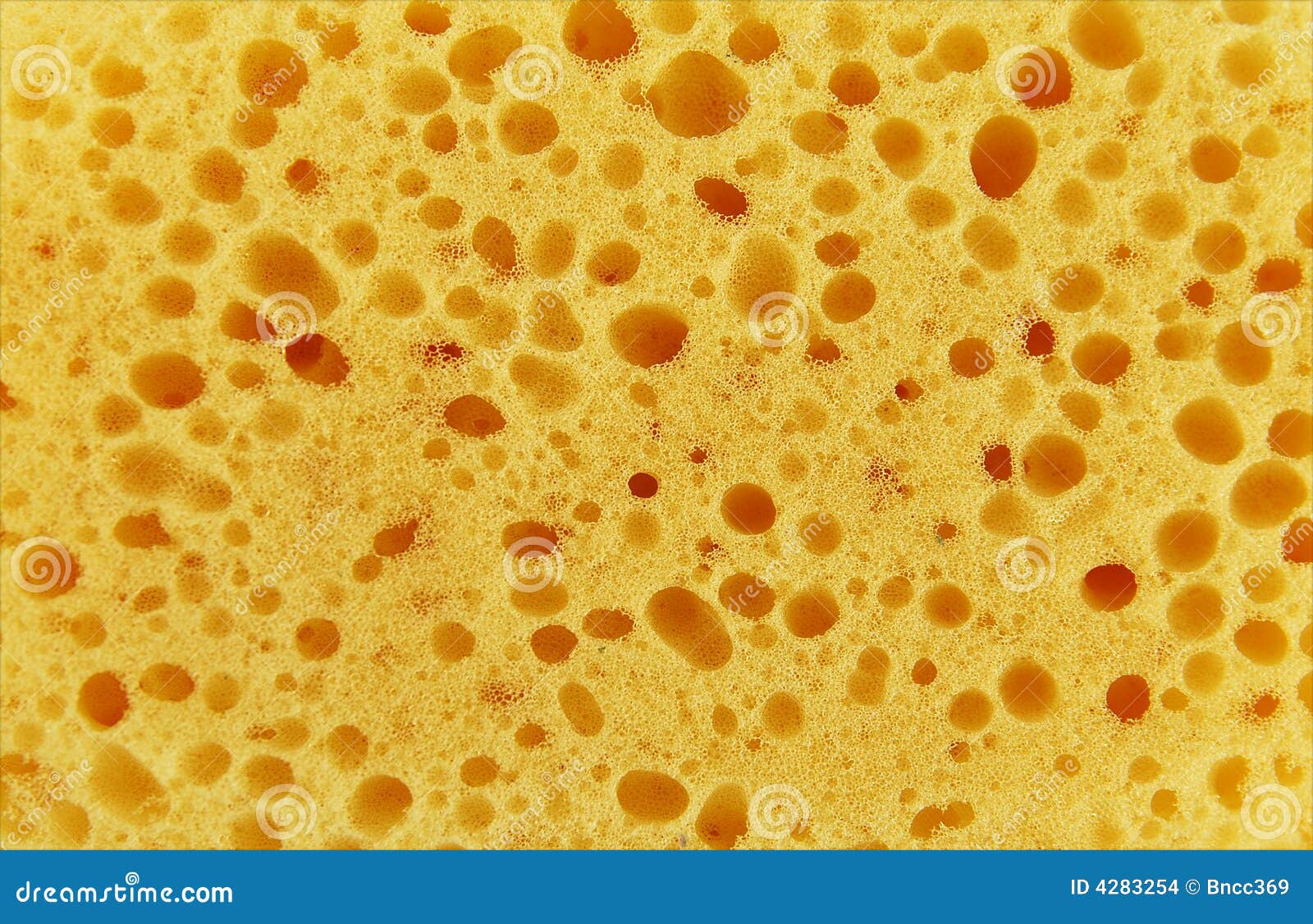 Sponge Close-up stock photo. Image of yellow, abstract - 4283254