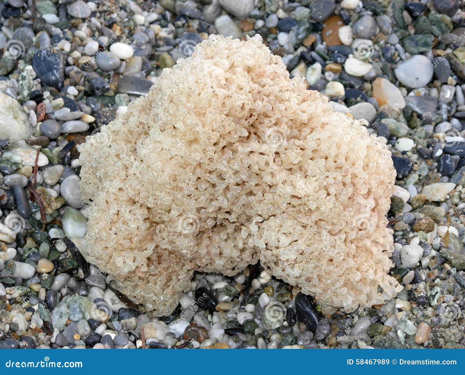 Sponge close up stock image. Image of coast, life, shore - 58467989