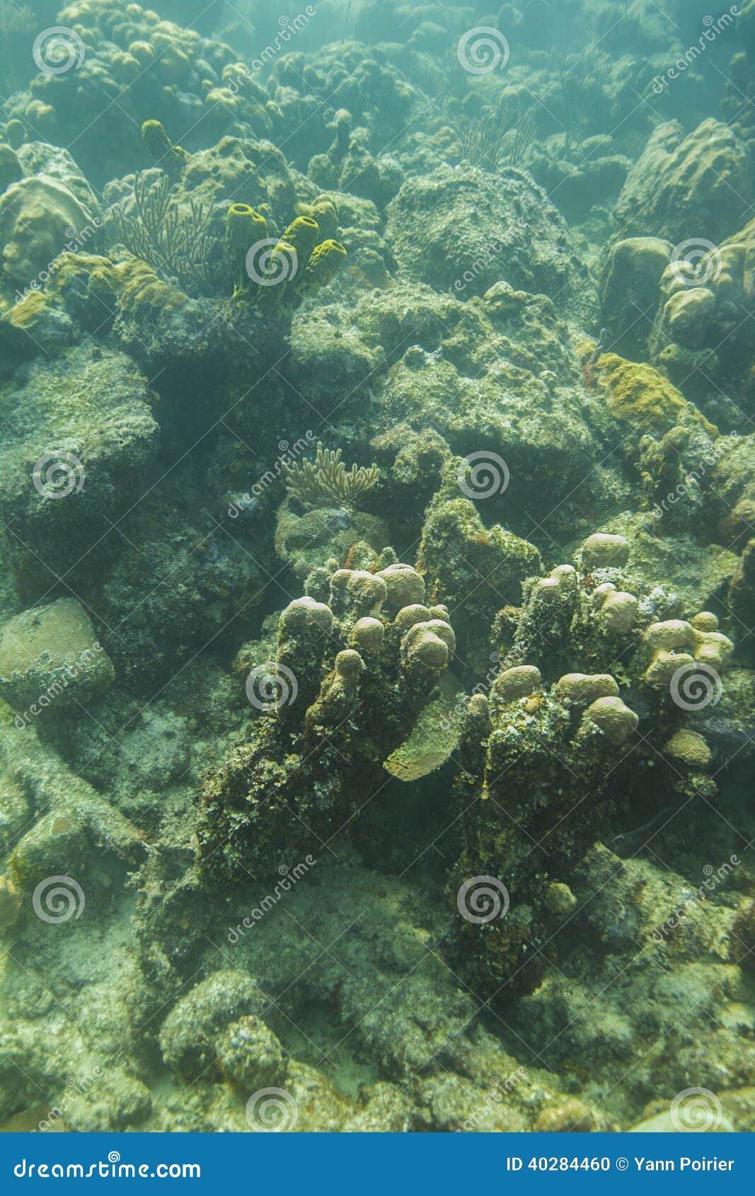 Sponge colony stock photo. Image of recreation, aqua - 40284460