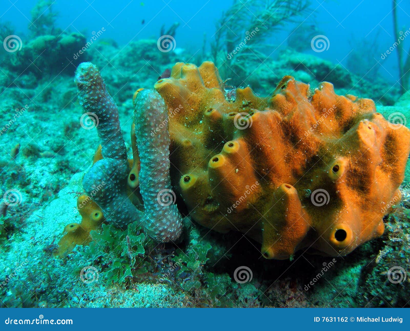 Sponge Coral stock photo. Image of brown, water, tropical - 7631162
