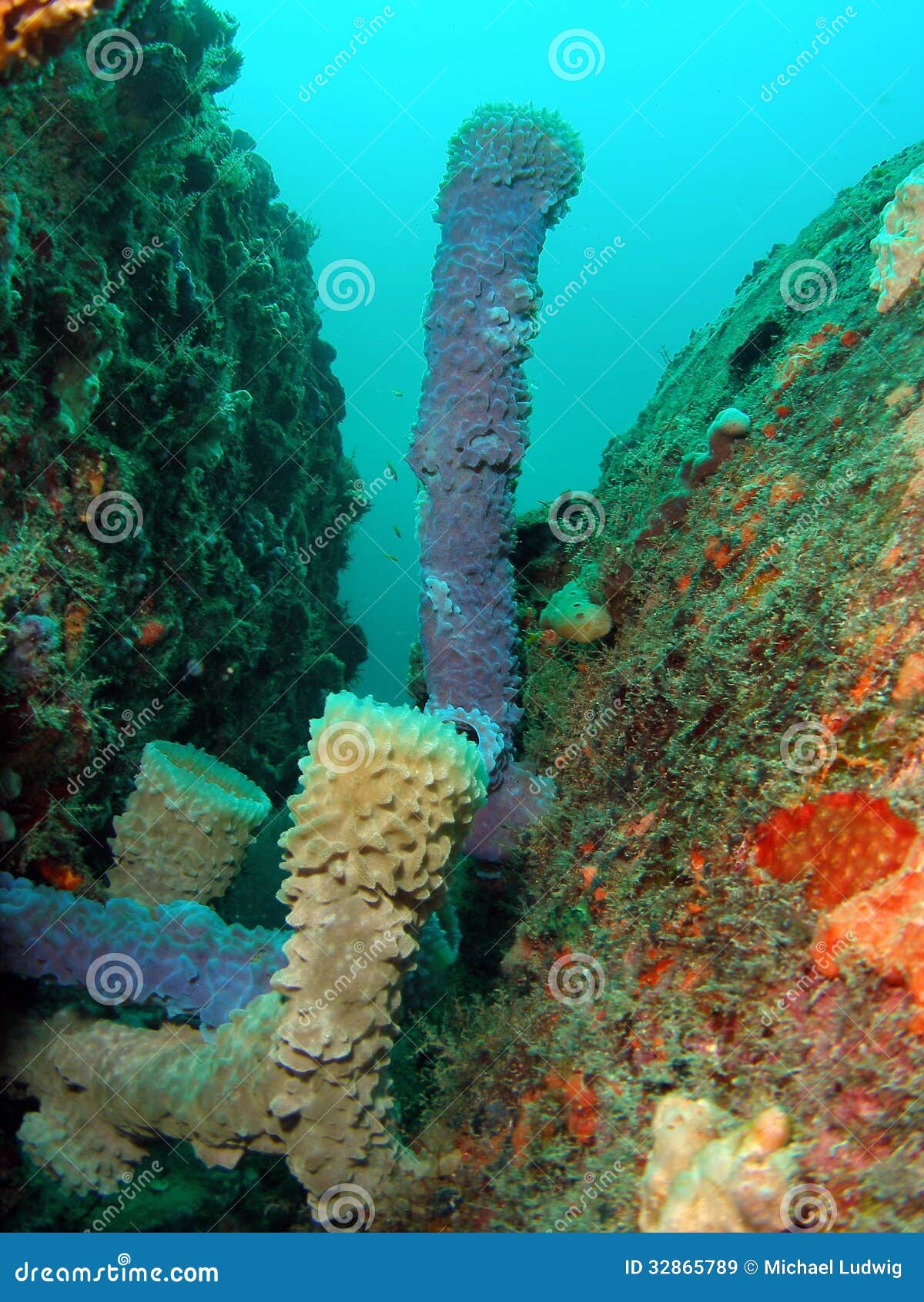 Sponge Coral stock image. Image of surface, coral, blue - 32865789