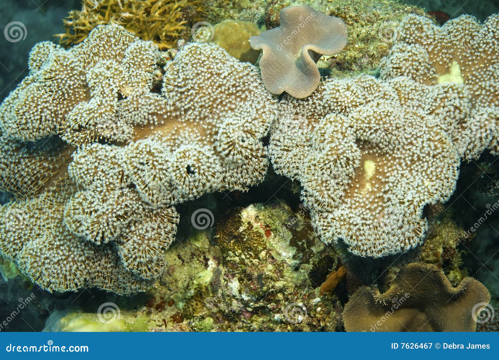 Sponge and coral reef stock image. Image of scuba, reef - 7626467