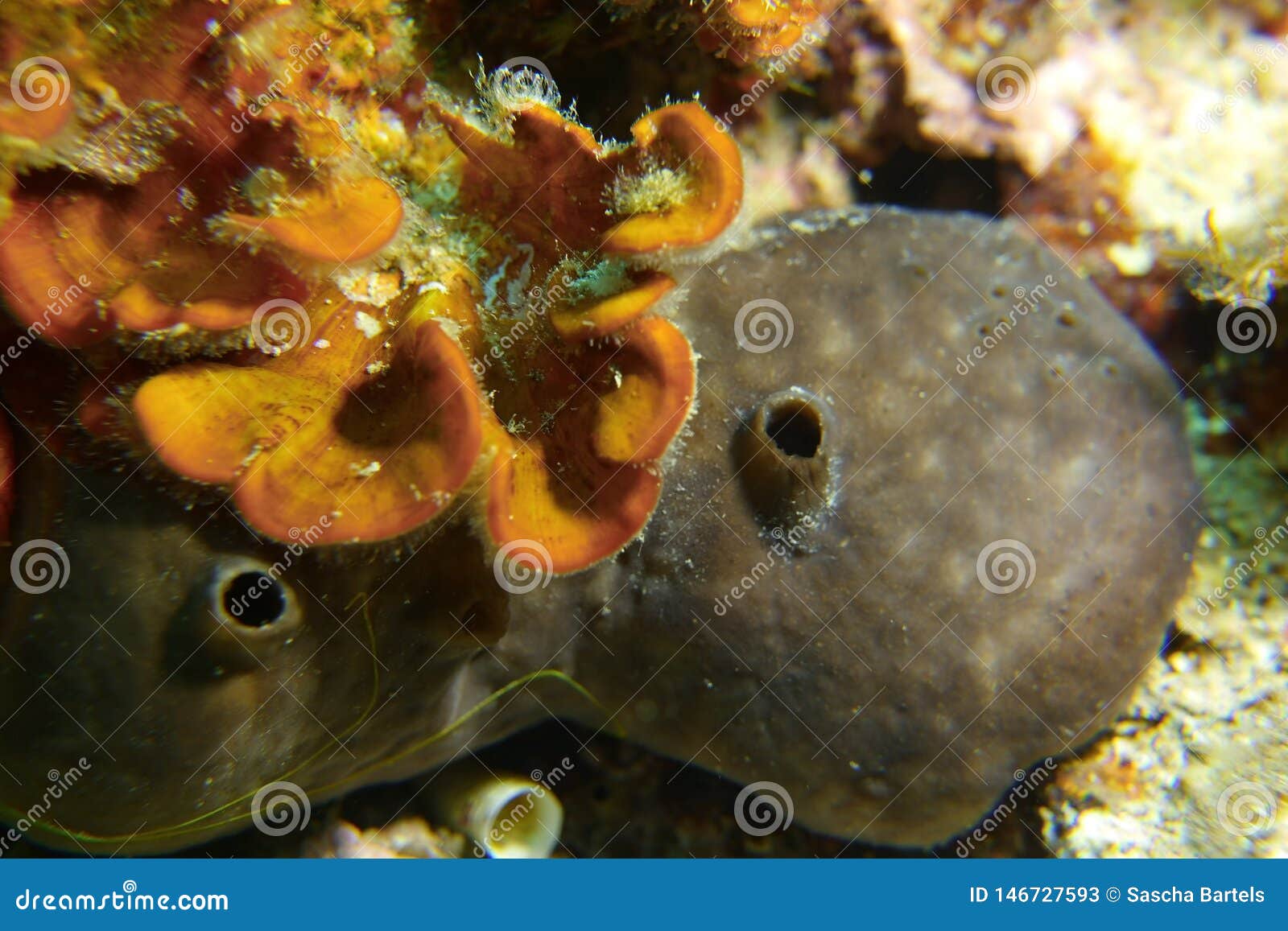 A Grey Sponge, but Still a Lot of Colors on this Picture Stock Image ...