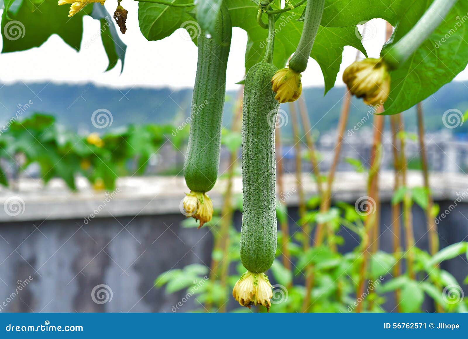 Sponge cucumber stock image. Image of cucumber, vegetables - 56762571