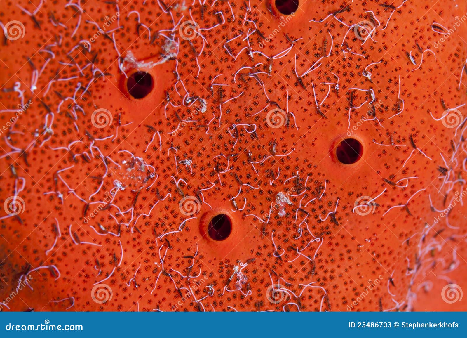 Sponge Eating Worm Red Sea Stock Photos - Free & Royalty-Free Stock ...