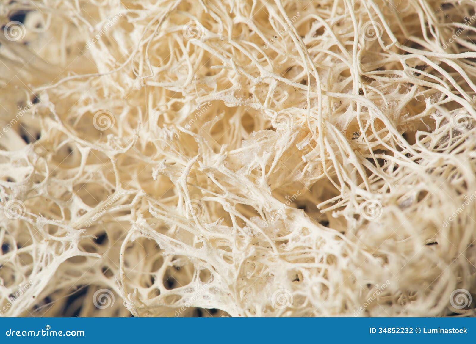 Sponge Fibre stock photo. Image of macro, indoors, fibre - 34852232