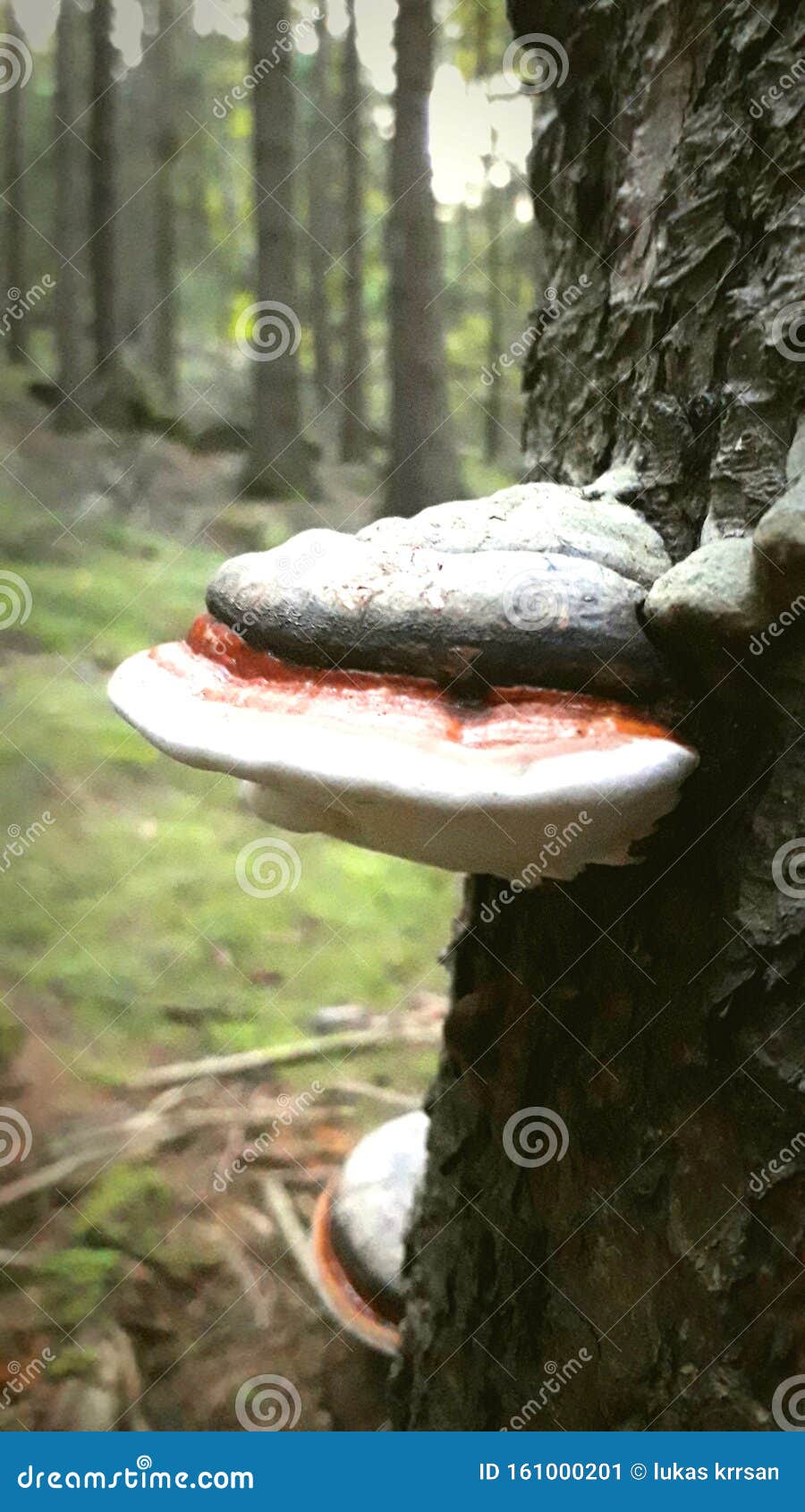 Sponge in the Forest on Tree Stock Image - Image of nature, tree: 161000201