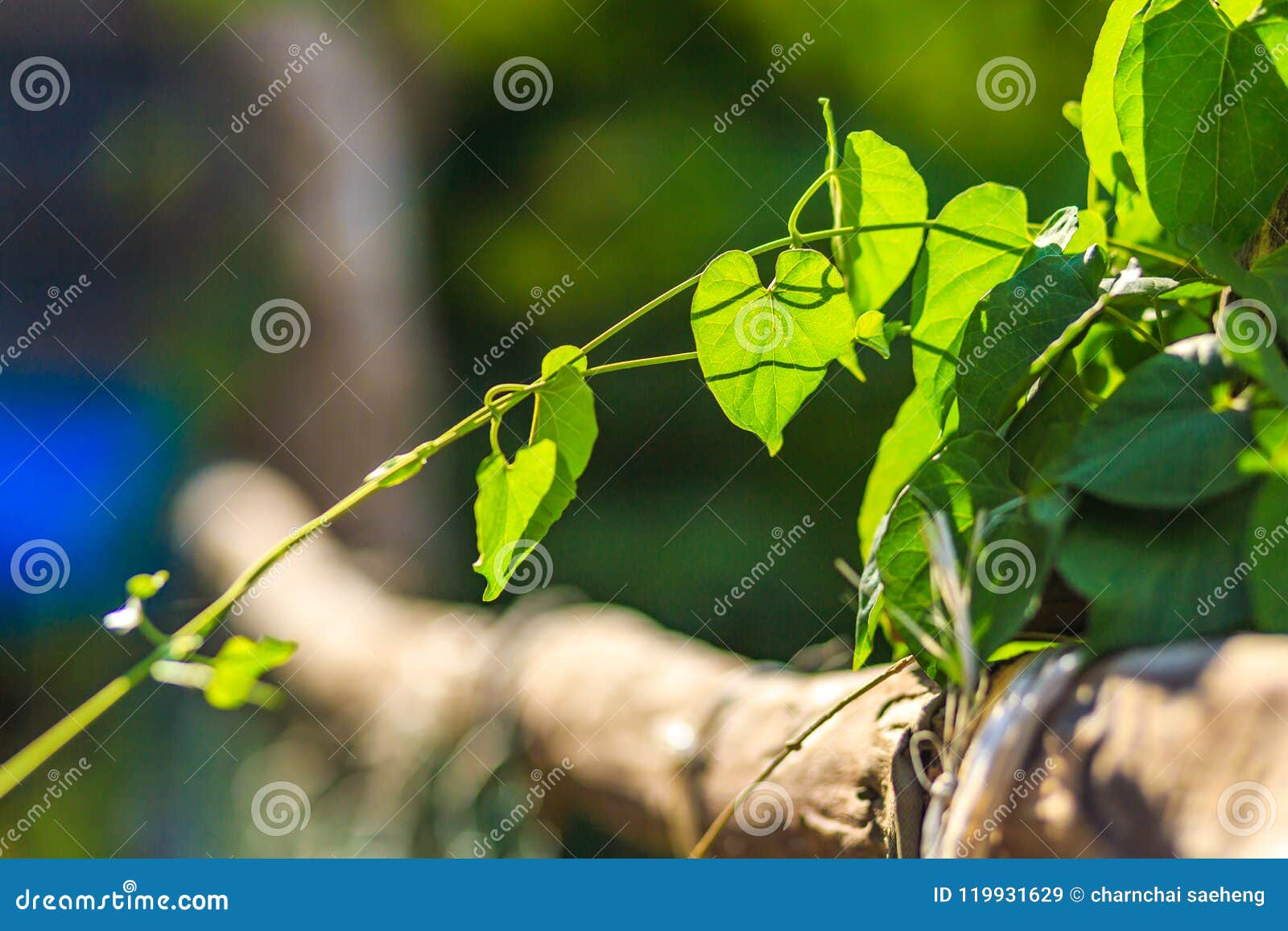 Sponge Gourd on Bamboo Fence Stock Image - Image of garden, meal: 119931629
