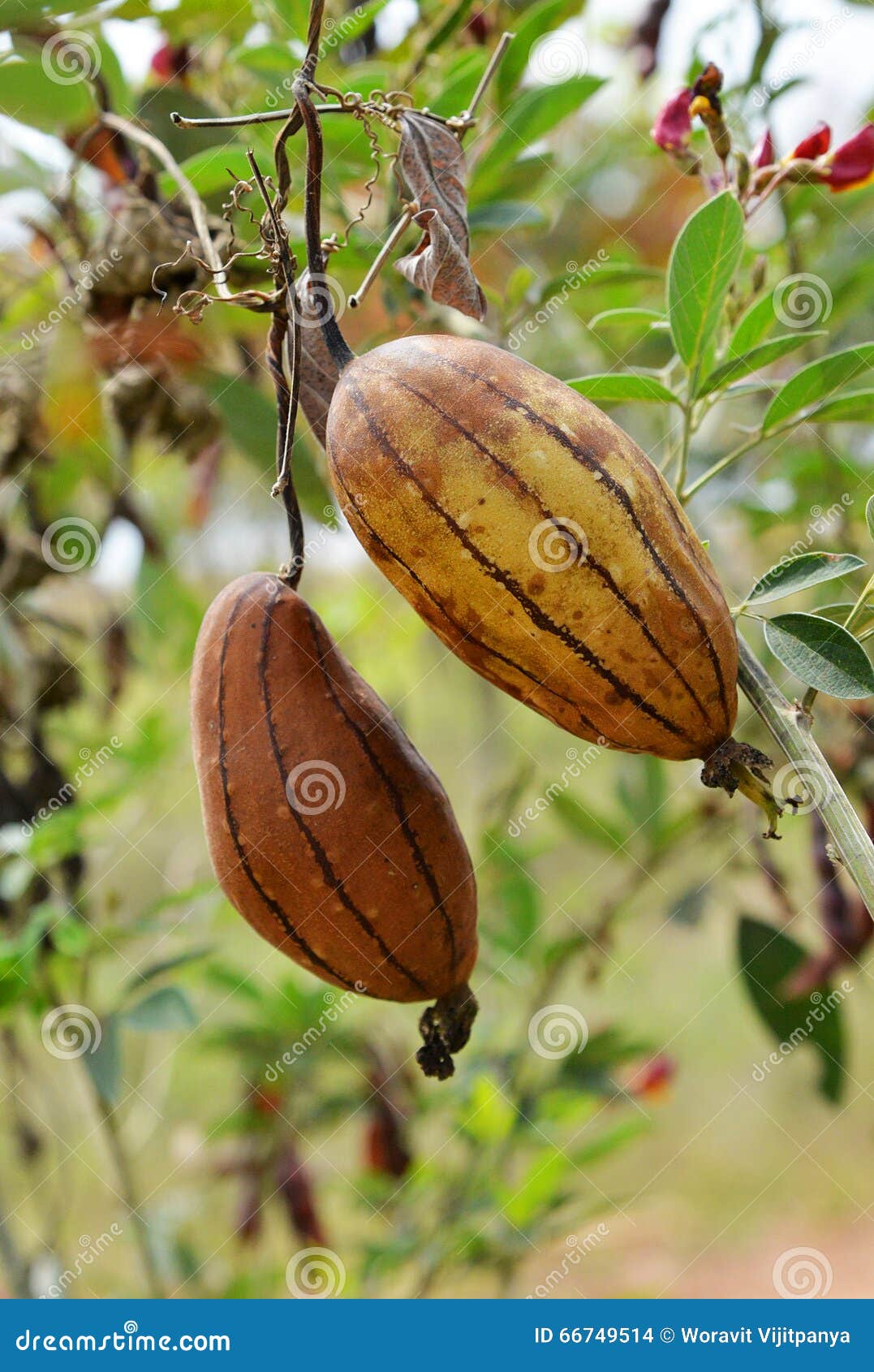 Sponge Gourd brown stock photo. Image of scrubbers, healthy - 66749514