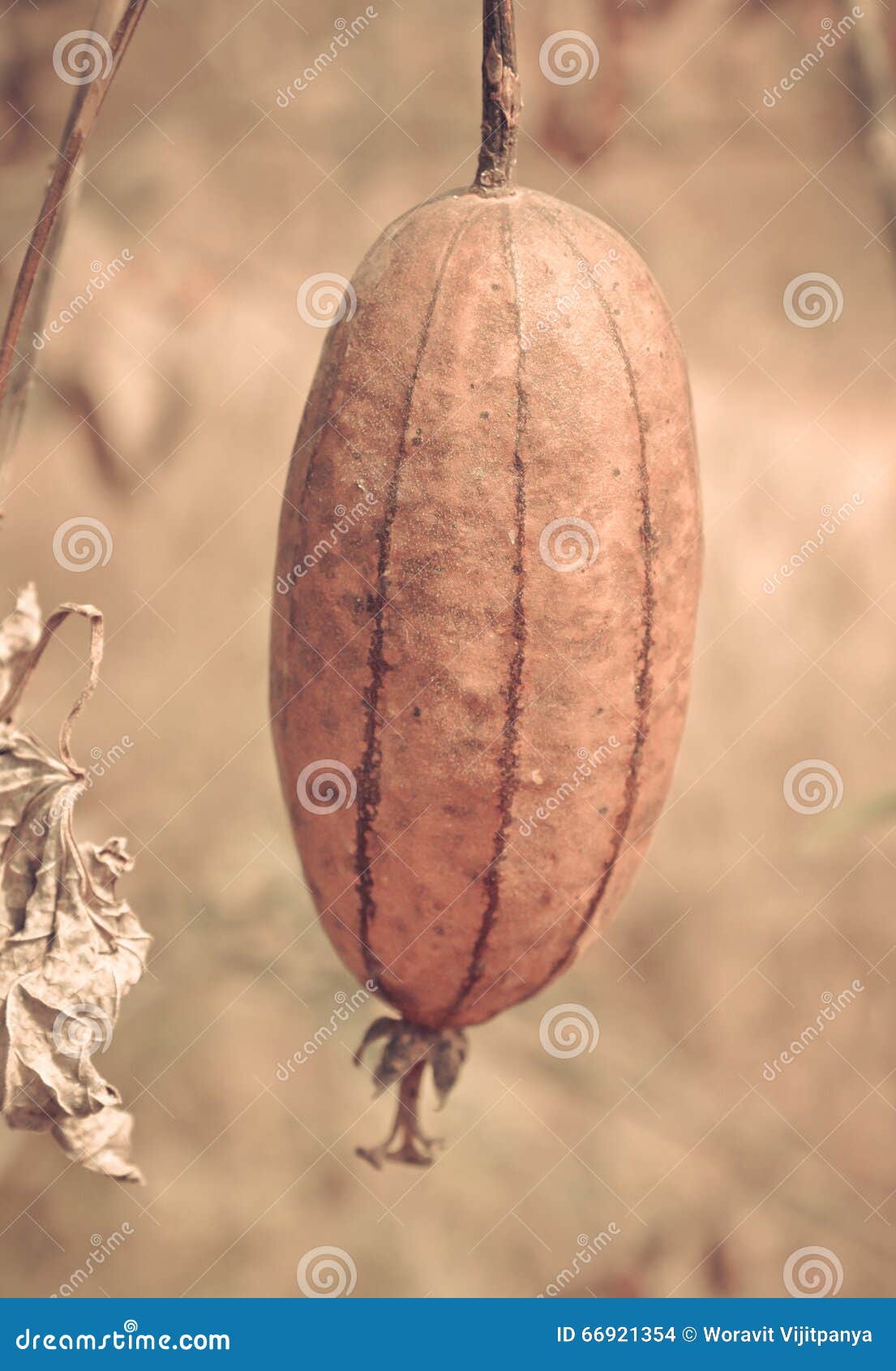Sponge Gourd brown stock photo. Image of cucurbita, gourd - 66921354