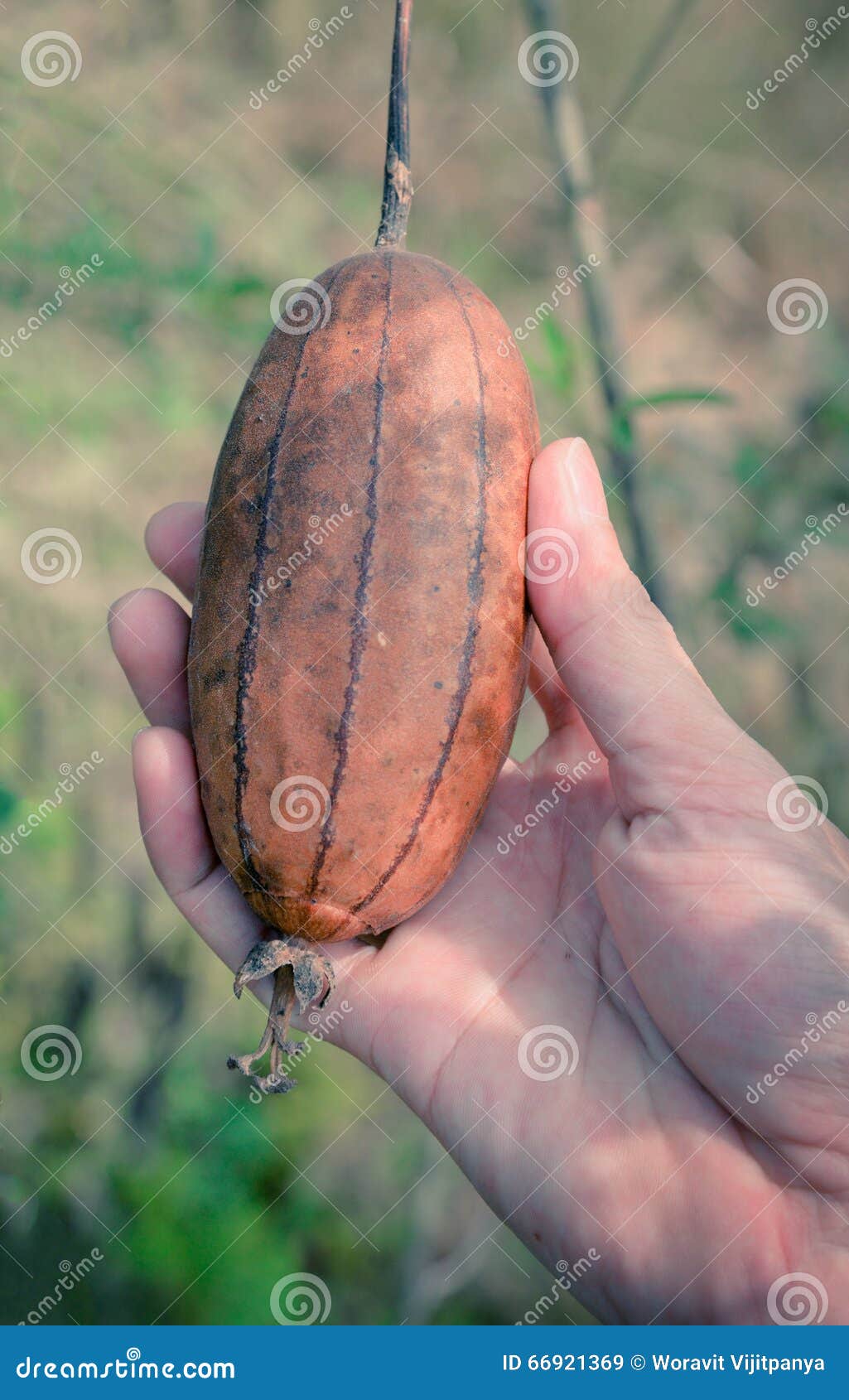 Sponge Gourd brown stock image. Image of luffa, gourd - 66921369