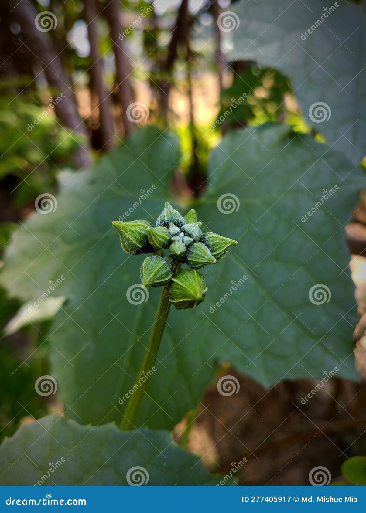Sponge Gourd flower stock image. Image of animal, gourd - 277405917