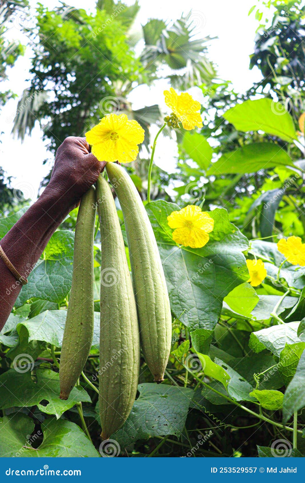 Sponge Gourd with Flower and Leaf Stock Image - Image of farmer ...