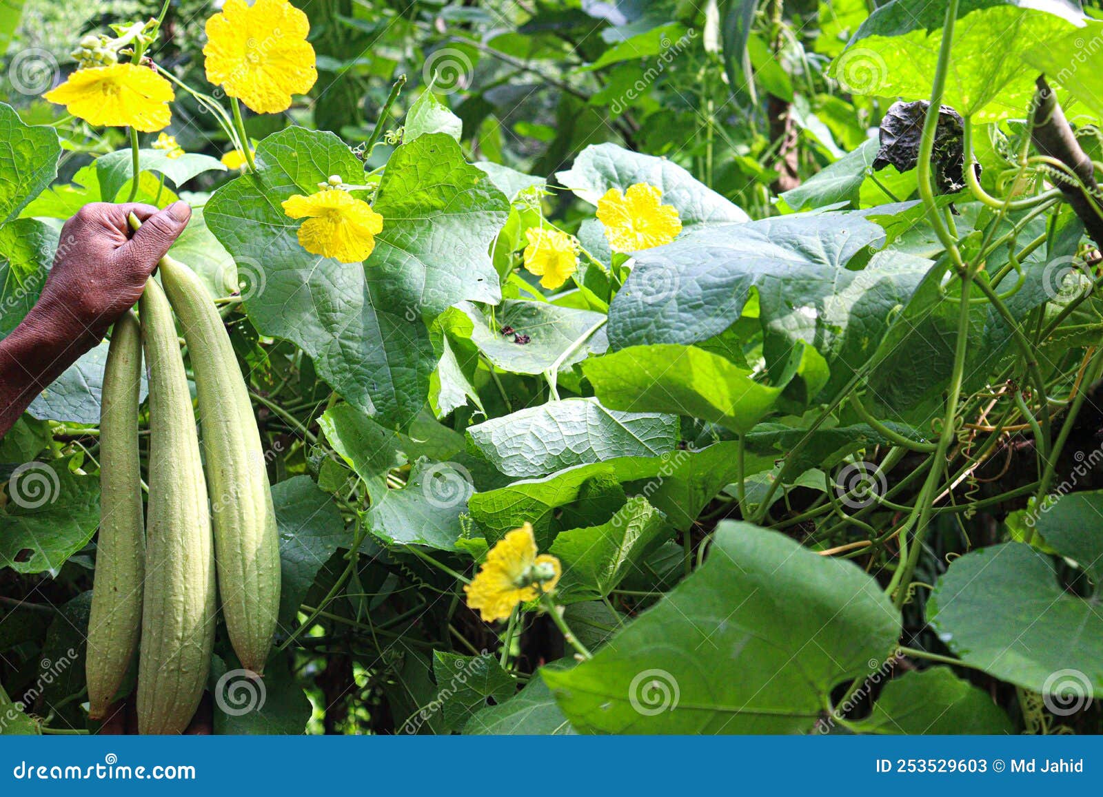 Sponge Gourd with Flower and Leaf Stock Image - Image of vegetable ...