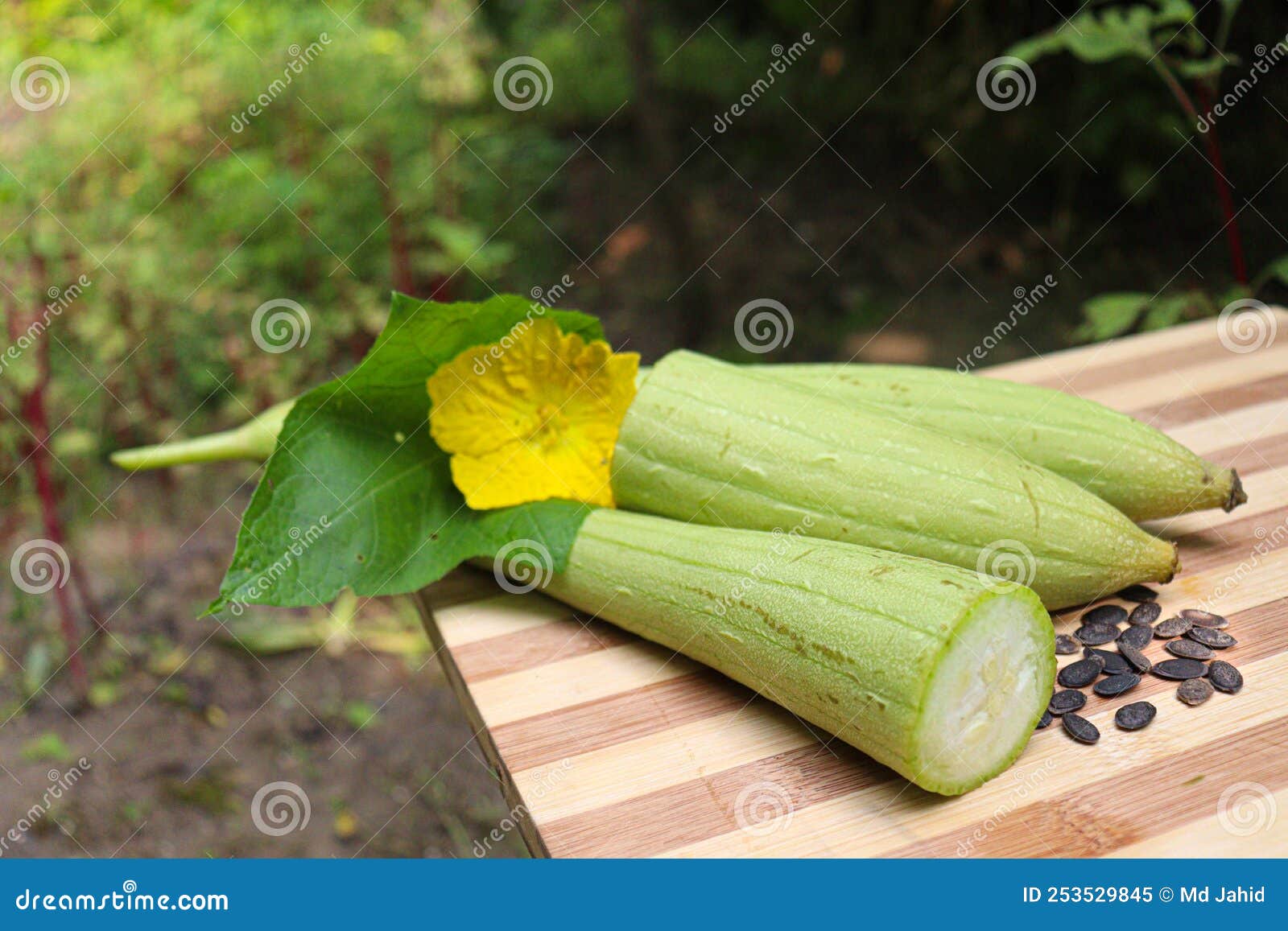 Sponge Gourd with Flower and Leaf Stock Image - Image of season, plant ...