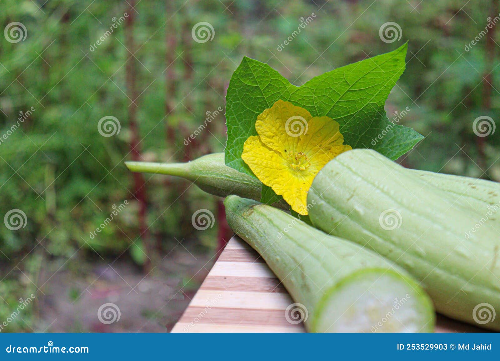 Sponge Gourd with Flower and Leaf Stock Image - Image of market, green ...