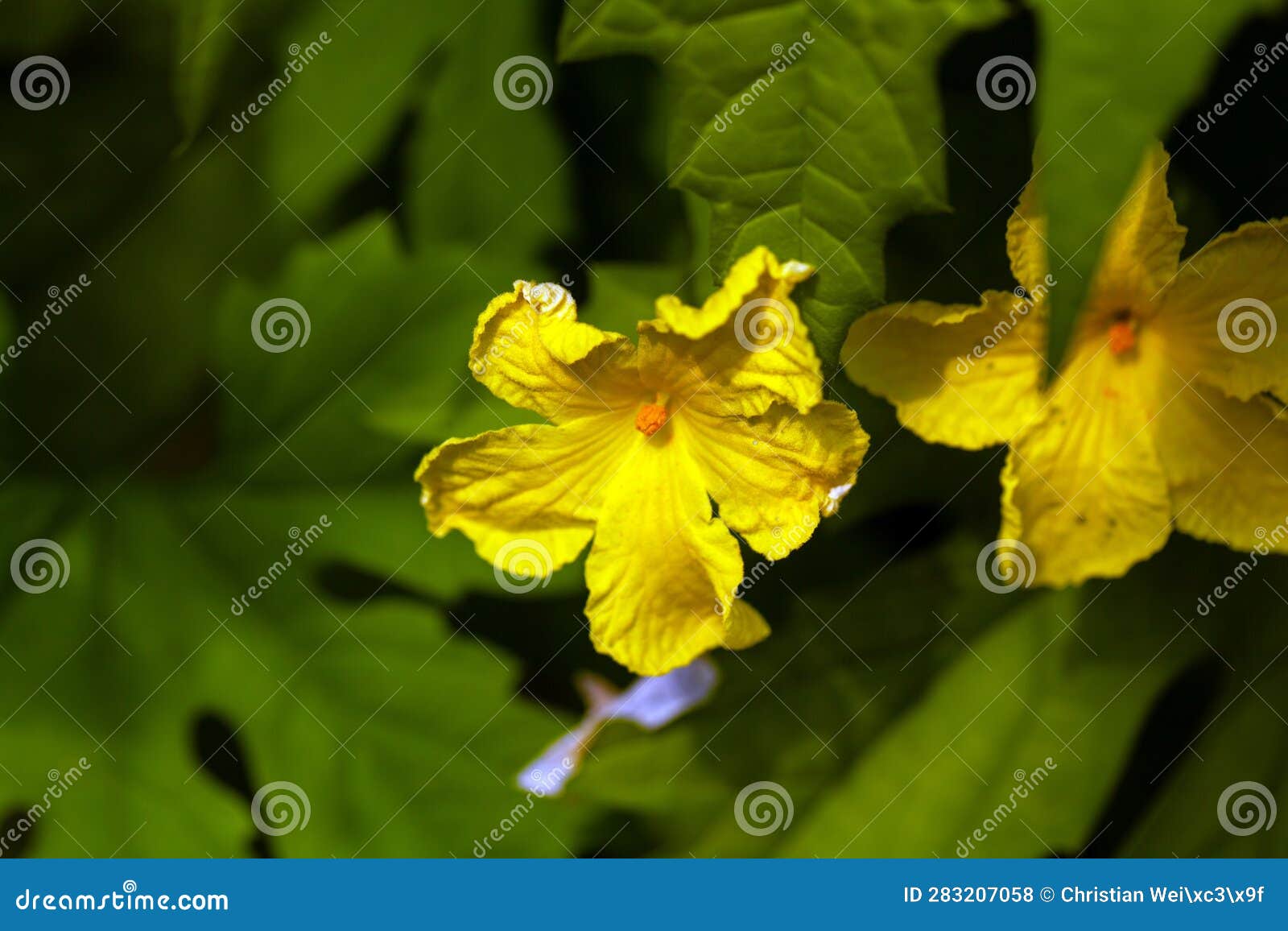 Sponge Gourd Flower, Luffa Aegyptiaca Stock Photo - Image of petals ...