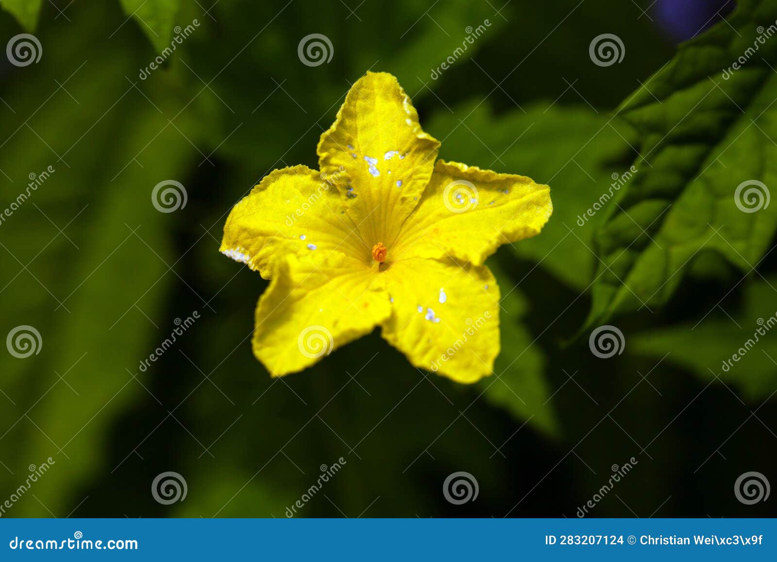 Sponge Gourd Flower, Luffa Aegyptiaca Stock Photo - Image of yellow ...